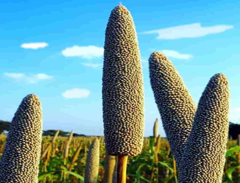 Bajra in Telugu (తెలుగు లో), Other Names and Benefits/Uses