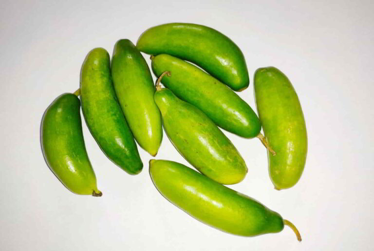 Dondakaya in English: Other Names, Benefits, Facts, Curries, Farming